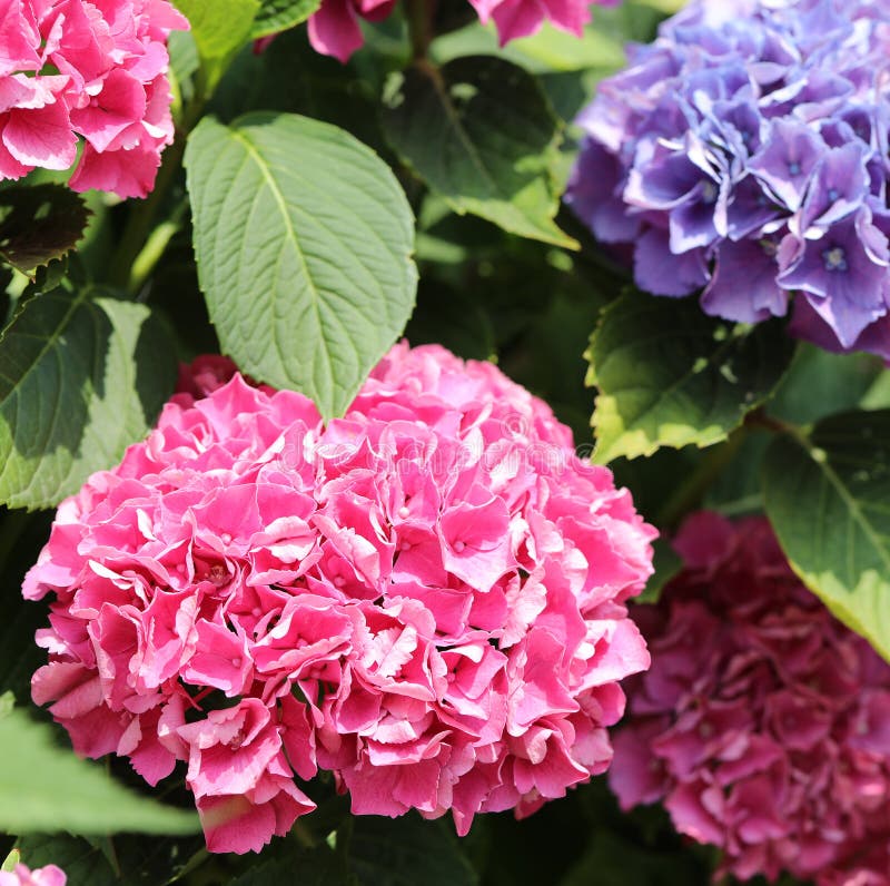 Fuchsia Hydrangea Type Flower and a Blue One in the Flowerbed in Stock ...
