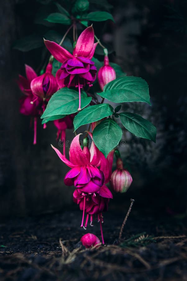 Fuchsia Leaves and Flowers Texture, Dark Background Stock Photo - Image ...
