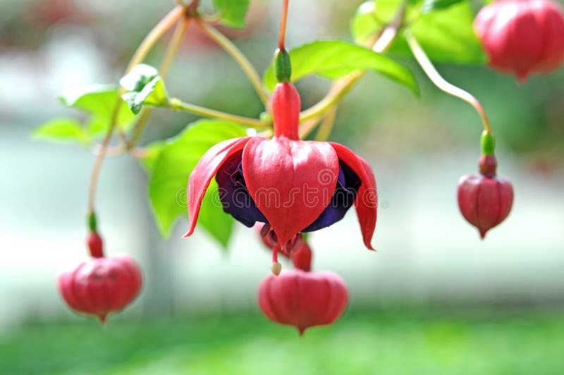 Fuchsia lena flower stock image. Image of garden, pink - 35215917