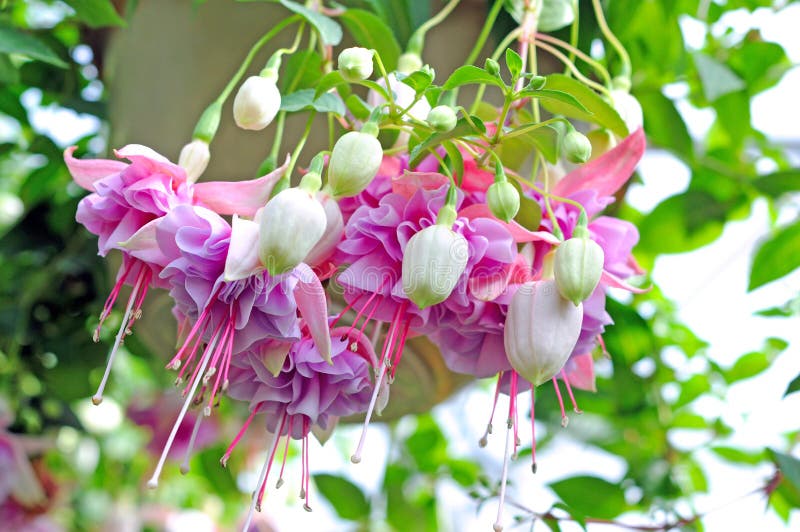 Fuchsia lena flower stock image. Image of garden, pink - 35215917