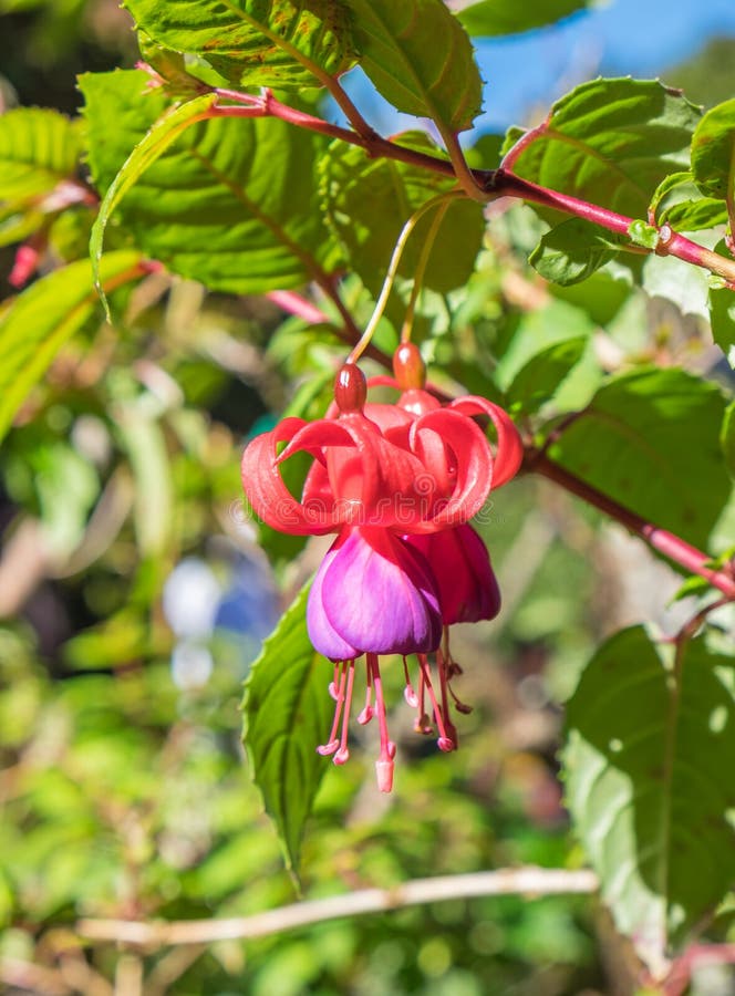 Fuchsia Magellanica Purple Red Flower Stock Image - Image of natural ...