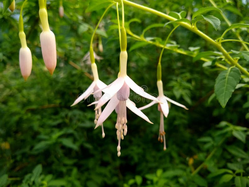 Fuchsia Magellanica Var. Molinae `Sharpitor` Stock Photo - Image of ...