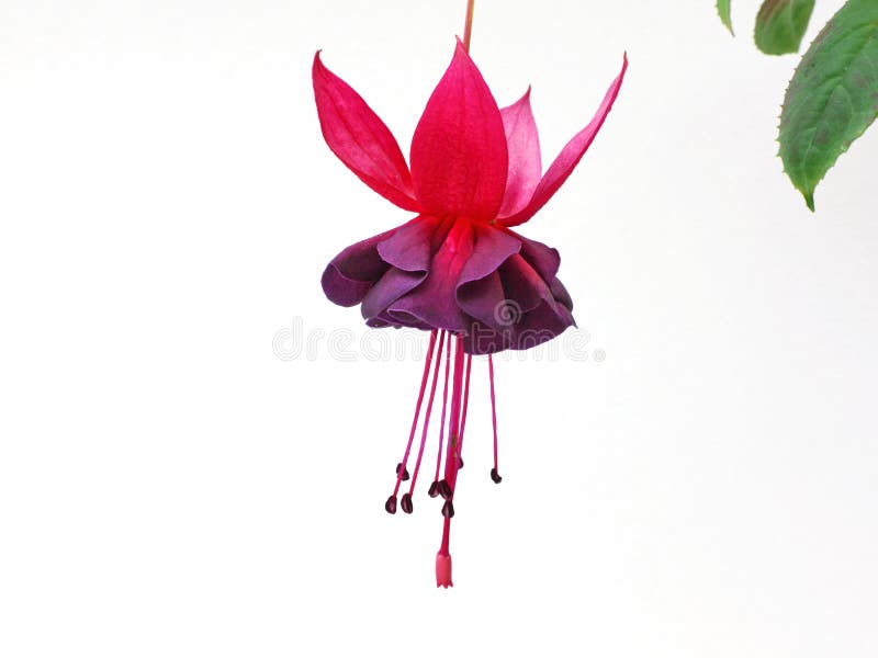 Fuchsia ( New Millenium ) stock photo. Image of botanical - 38621142