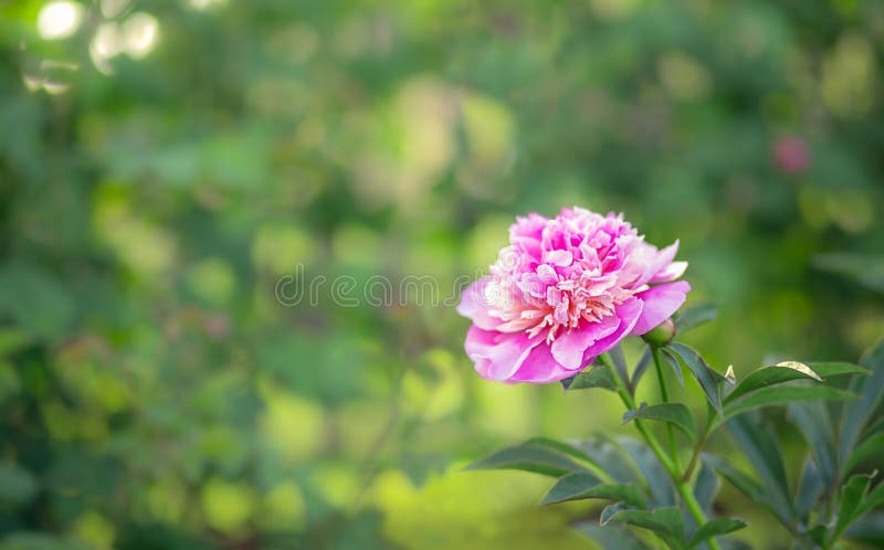 Fuchsia Peony Flower Close-up on a Bright Green Background Stock Image ...