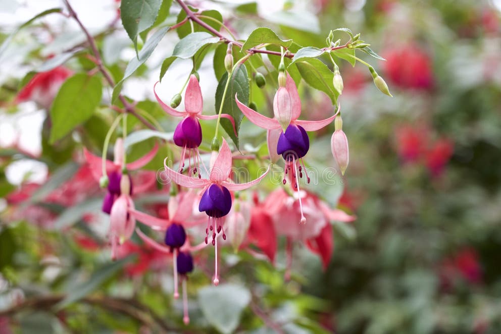 Fuchsia stock photo. Image of cutout, genial, bloom, blossom - 53741502