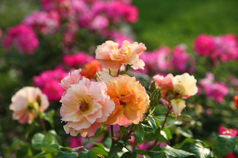 Fuchsia, Pink and Orange Roses in Full Bloom Stock Image - Image of ...