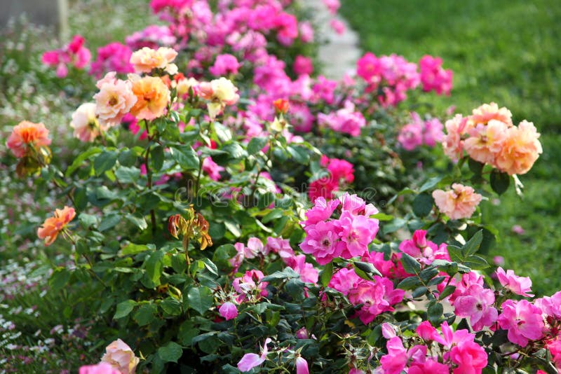 Fuchsia, Pink and Orange Roses in Full Bloom Stock Photo - Image of ...