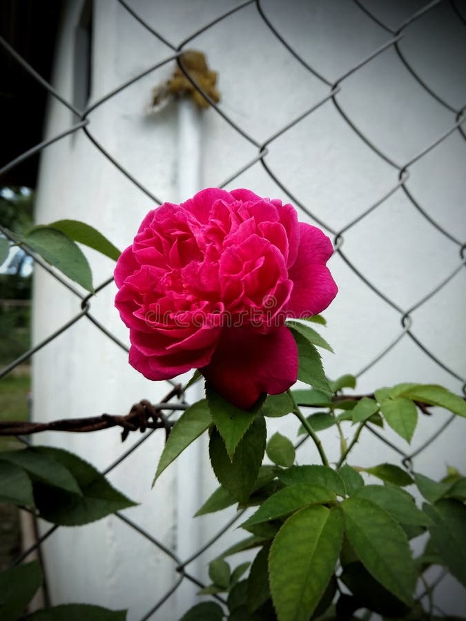 A fuchsia pink rose. stock photo. Image of attractive - 189080572