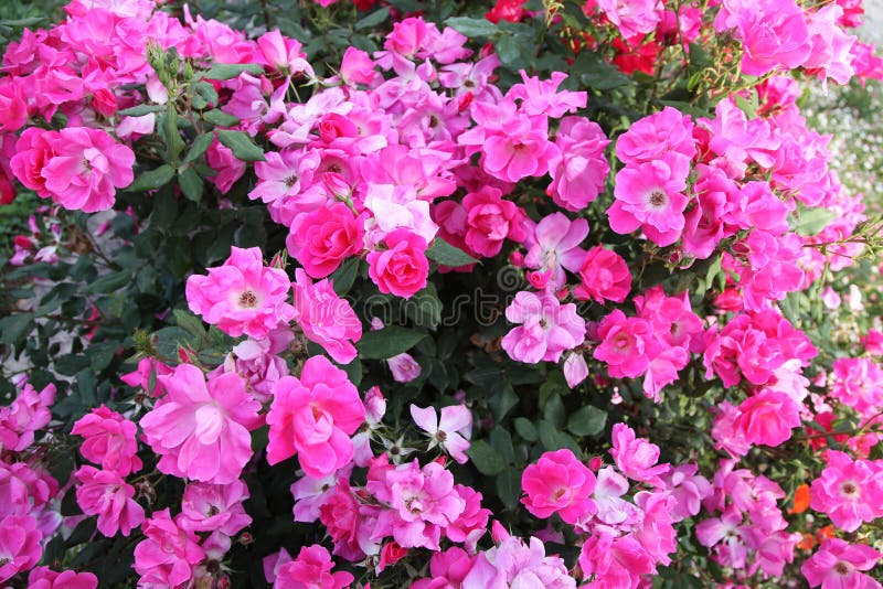 Fuchsia and Pink Roses in Full Bloom Stock Image - Image of pink ...
