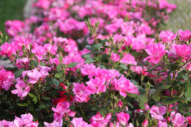 Fuchsia and Pink Roses in Full Bloom Stock Image - Image of beautiful ...