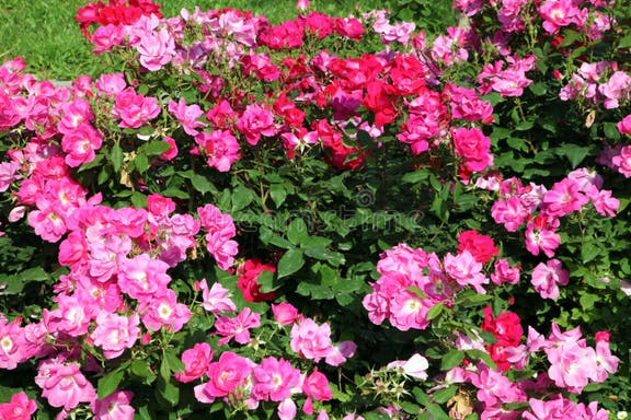 Fuchsia and Pink Roses in Full Bloom Stock Photo - Image of wedding ...