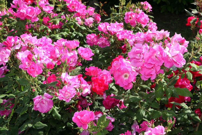 Fuchsia and Pink Roses in Full Bloom Stock Photo - Image of valentine ...