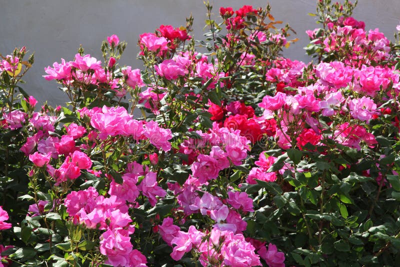 Fuchsia and Pink Roses in Full Bloom Stock Photo - Image of valentine ...
