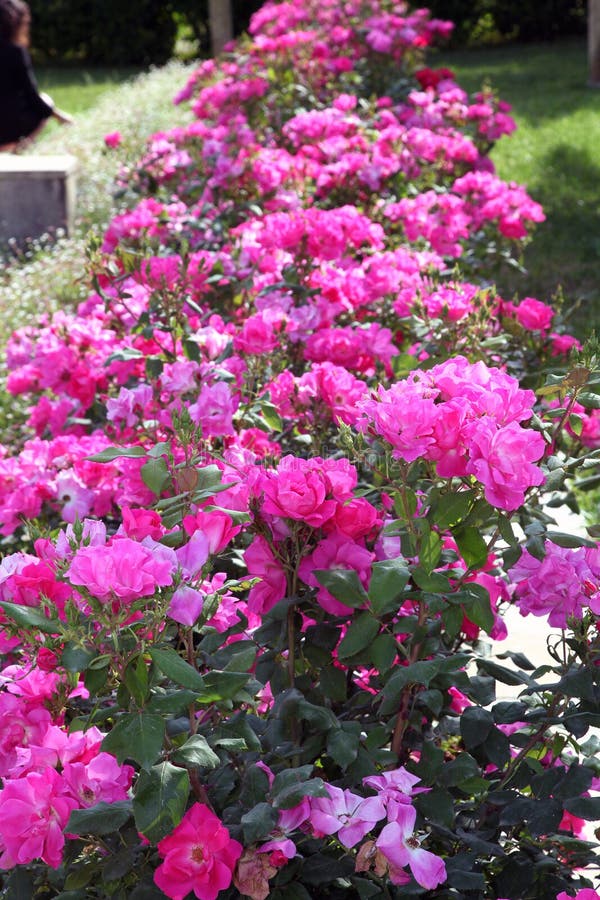 Fuchsia and Pink Roses in Full Bloom Stock Photo - Image of flora ...