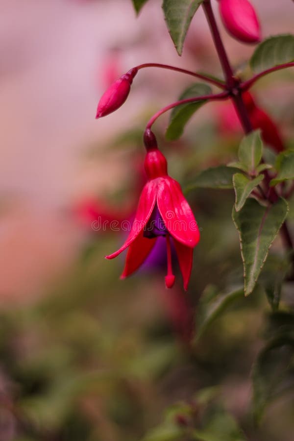 Fuchsia Plant Showing Its Flower Spring Stock Photos - Free & Royalty ...
