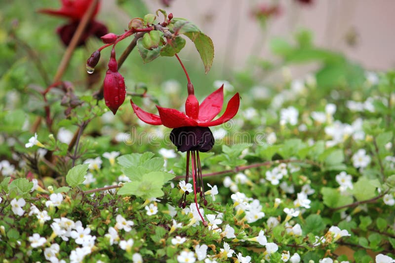 Fuchsia Red and Black with Rain Drops Stock Photo - Image of ...