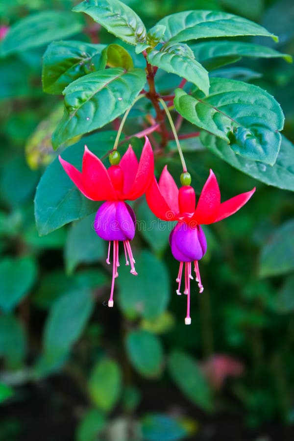 Fuchsia in Red-Purple stock photo. Image of purple, flower - 22134916
