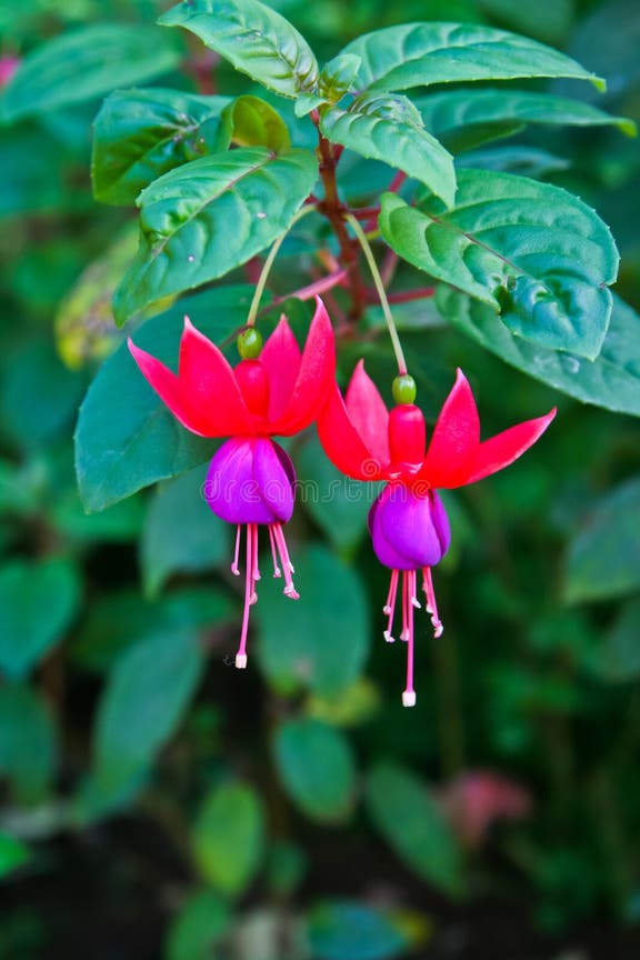 Fuchsia in Red-Purple stock photo. Image of purple, flower - 22134916