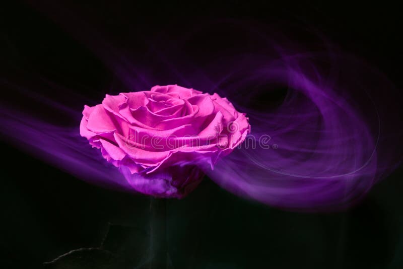 Red Rose Tracks Stock Photos - Free & Royalty-Free Stock Photos from ...