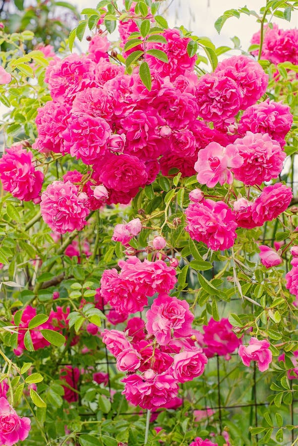 Fuchsia Rose Bush in Full Bloom Stock Photo - Image of flower, peony ...