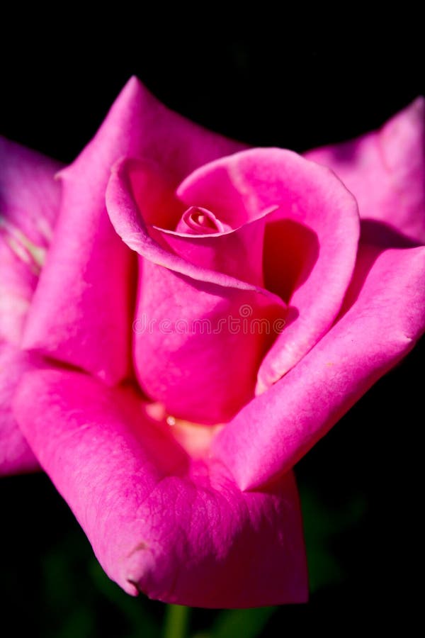 Fuchsia rose color stock photo. Image of bloom, blooms - 22232480