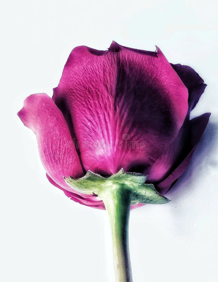 Fuchsia Rose stock photo. Image of bright, single, pink - 113598712