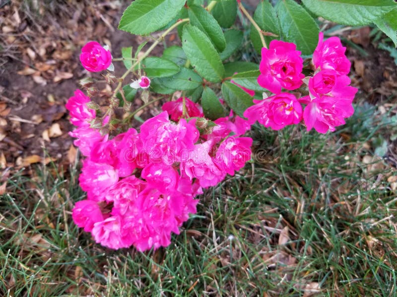 Fuchsia Roses Kissed by the Sun Stock Image - Image of meadow, tree ...