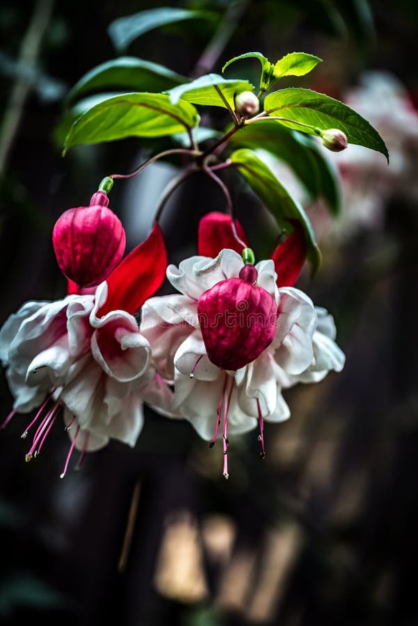 Fuchsia stock image. Image of bloomingtogether, exoticflower - 91674737