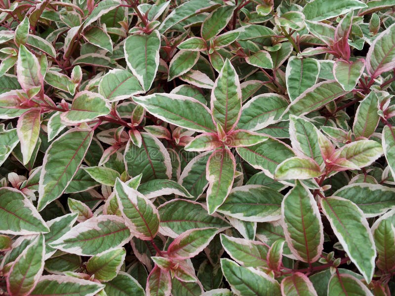 Fuchsia `Sunray` stock image. Image of pink, leaf, green - 195261243