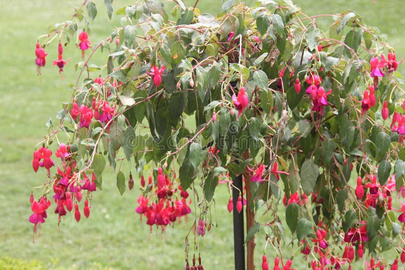 Fuchsia Tree with Red Flowers Stock Photo - Image of flora, green: 96150724