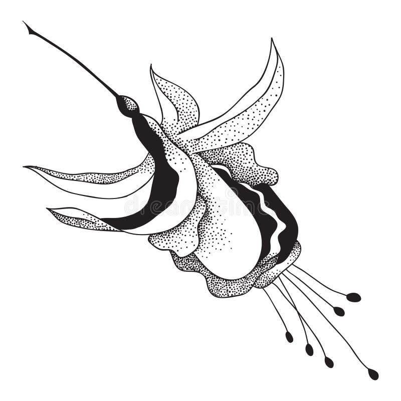 Fuchsia stock vector. Illustration of engraving, natural - 51250196