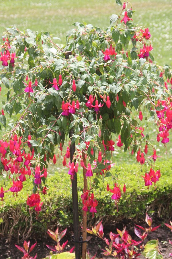 Fuchsiakleurig Boom Met Rode Bloemen Stock Foto - Image of flora ...