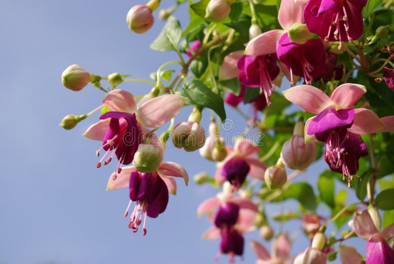 Rare Mexican Fuchsia stock photo. Image of greenhouse, species - 978270