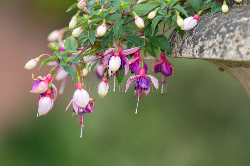 Fuchsias stock photo. Image of close, flower, bloom - 337209834