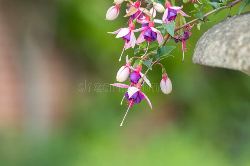 Fuchsias stock photo. Image of closeup, fuchsia, fuchsias - 337210586