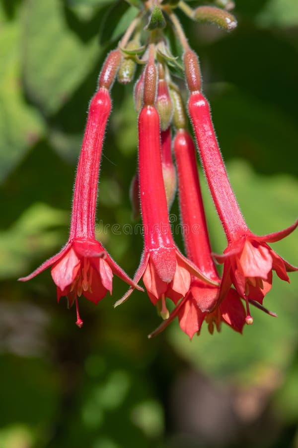 Fuchsias stock image. Image of outdoor, colour, ornamental - 265965999