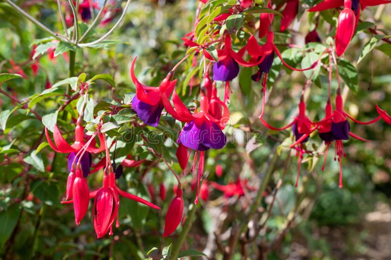 Fuchsias stock photo. Image of flora, fuchsia, beauty - 298525946
