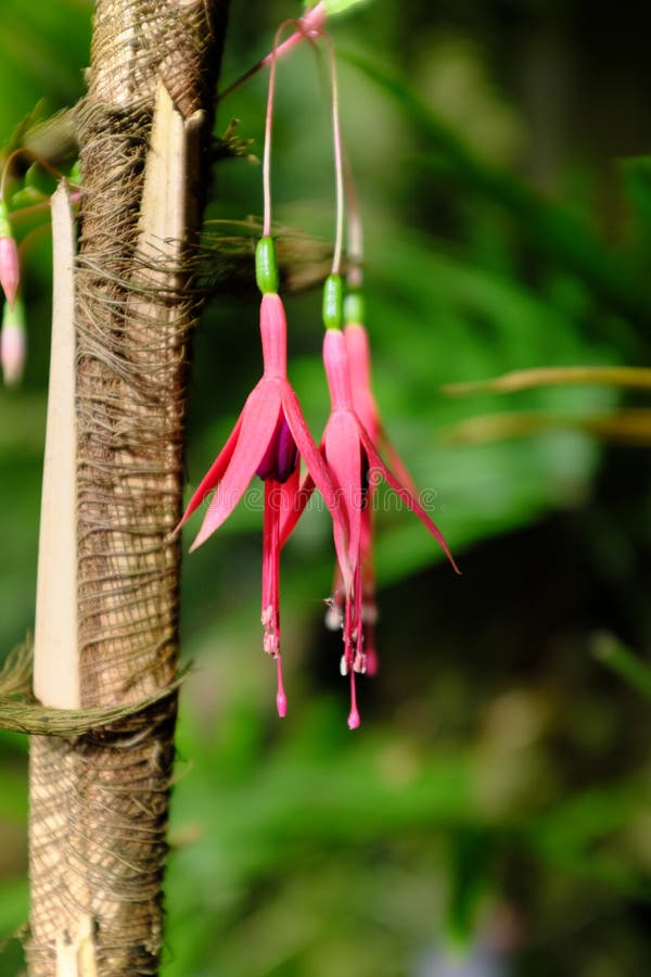 Fuchsie stock image. Image of ecology, abstract, floral - 192303345