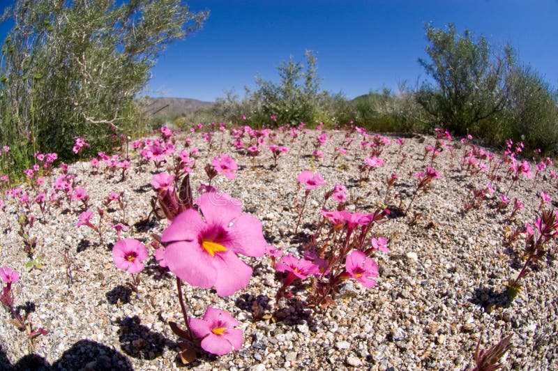 Fucia wildflowers stock image. Image of beautiful, beauty - 2856083