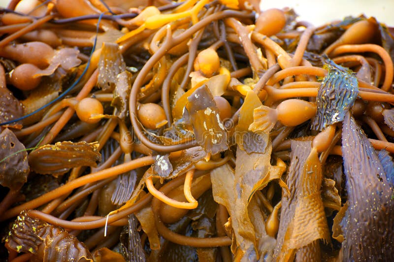 Fuco Sui Blocchetti Di Ecologia: Dettagli Fotografia Stock - Immagine ...