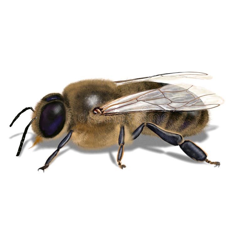 Fuco dell'ape illustrazione di stock. Illustrazione di bianco - 48492823