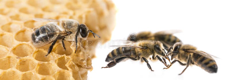 Fuco Dell'ape E Operai Dell'ape Fotografia Stock - Immagine di ...