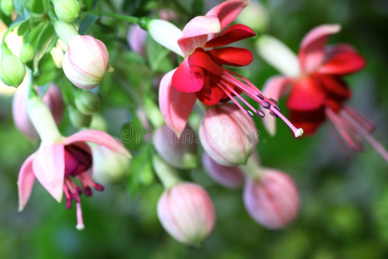 Fucsia foto de archivo. Imagen de fucsia, cubo, travieso - 15474716