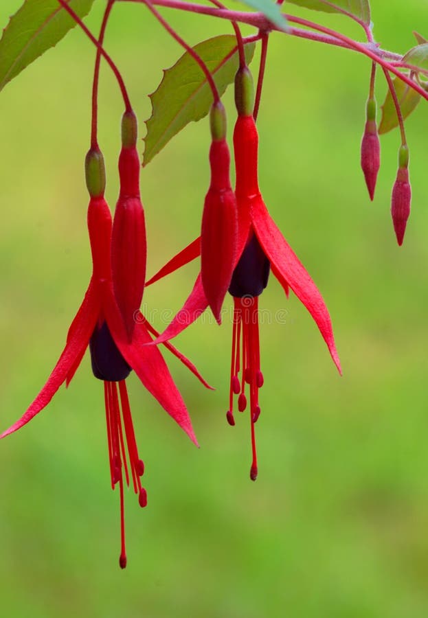 Fucsia fotografia stock. Immagine di verde, rosso, viola - 268302