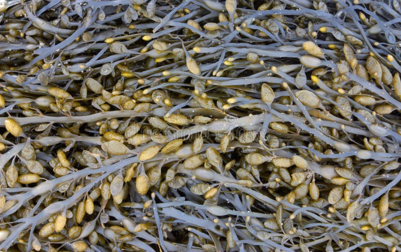 Fucus. stock photo. Image of biology, plants, organic - 15035692
