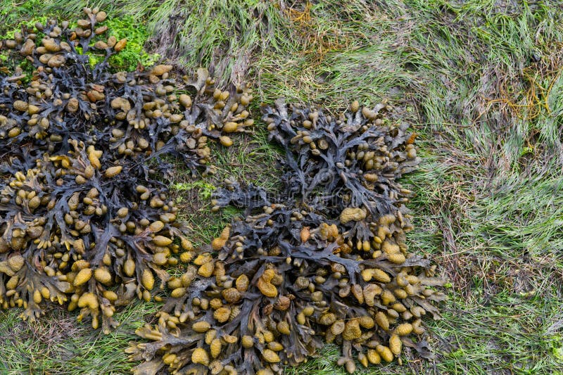 Fucus Spiralis. Brown Algae on Beach Vegetation Stock Image - Image of ...