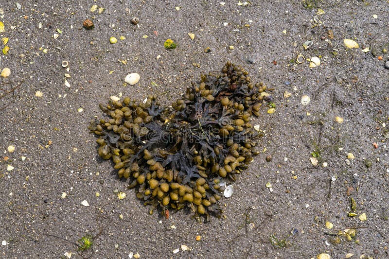 Fucus Spiralis. Brown Algae on the Sand of the Beach Stock Image ...