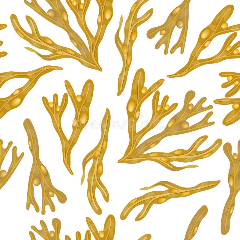 Bladderwrack Seaweed - Fucus Vesiculosus. Sea Plant. Isolated Stock ...