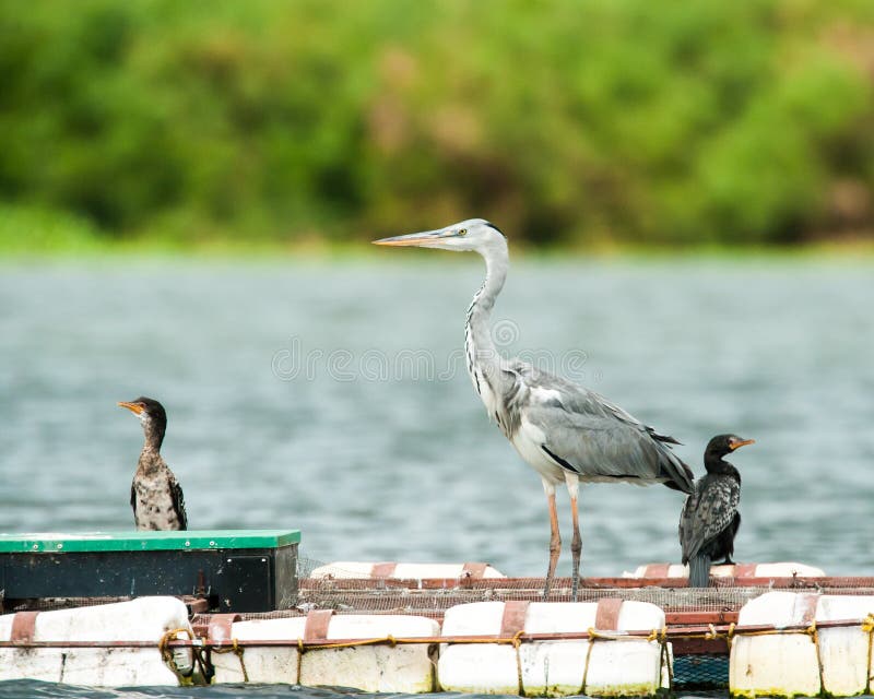 Fuente De Uganda De La Garza De Nile River Imagen de archivo - Imagen ...