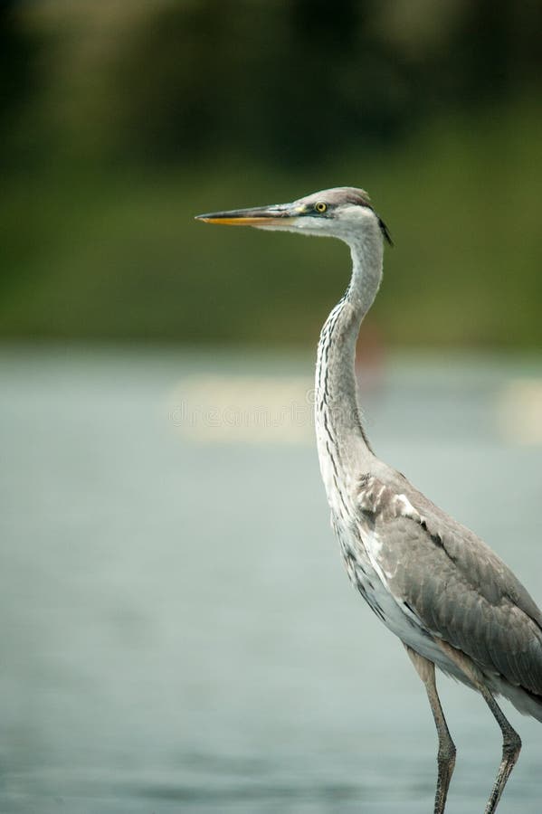 Fuente De Uganda De La Garza De Nile River Foto de archivo - Imagen de ...